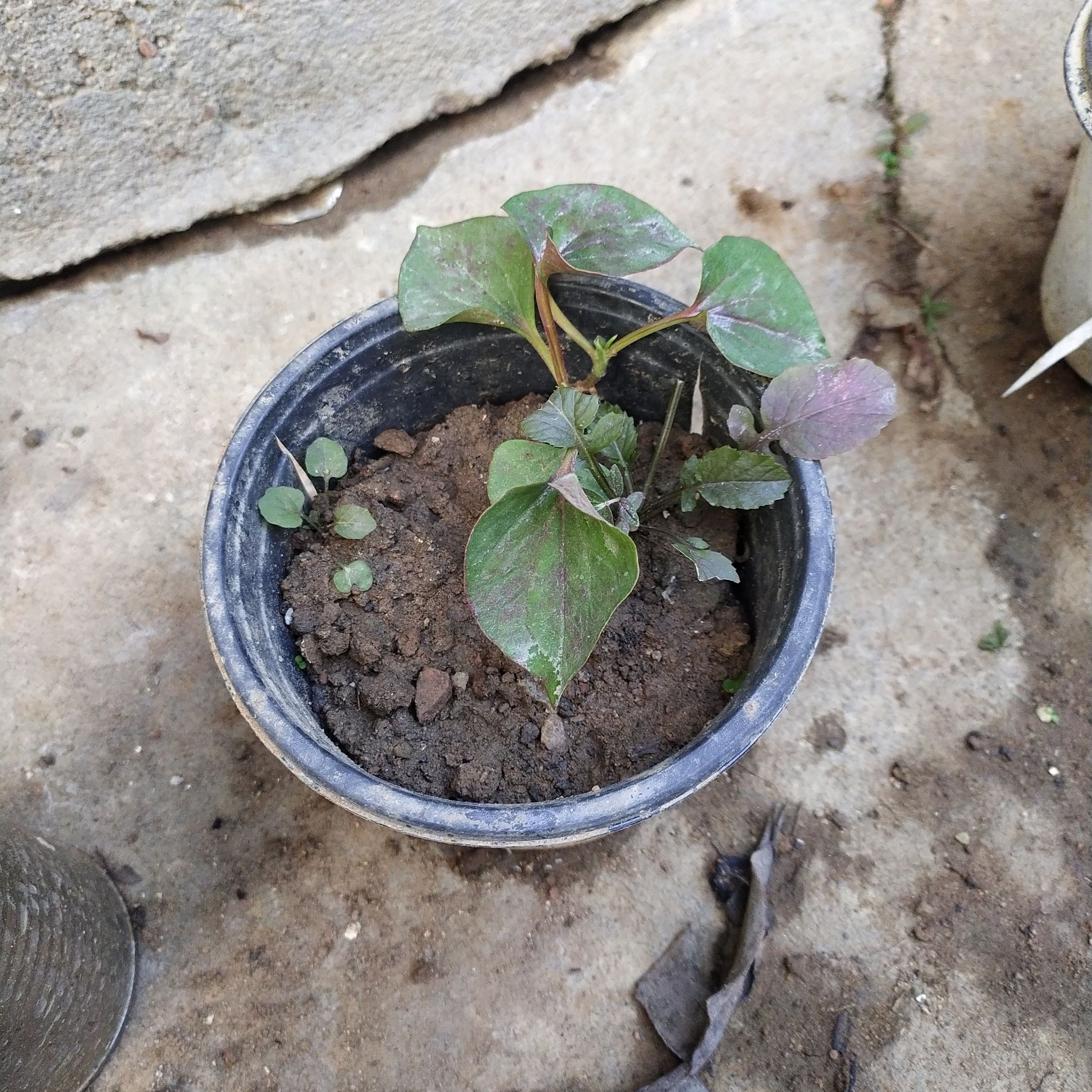 🐟 10 Benefits of Having a Fish Mint