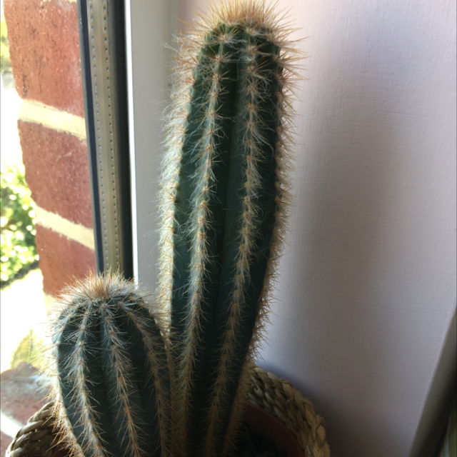 The Complete Blue Columnar Cactus Plant Care Guide: Water, Light & Beyond