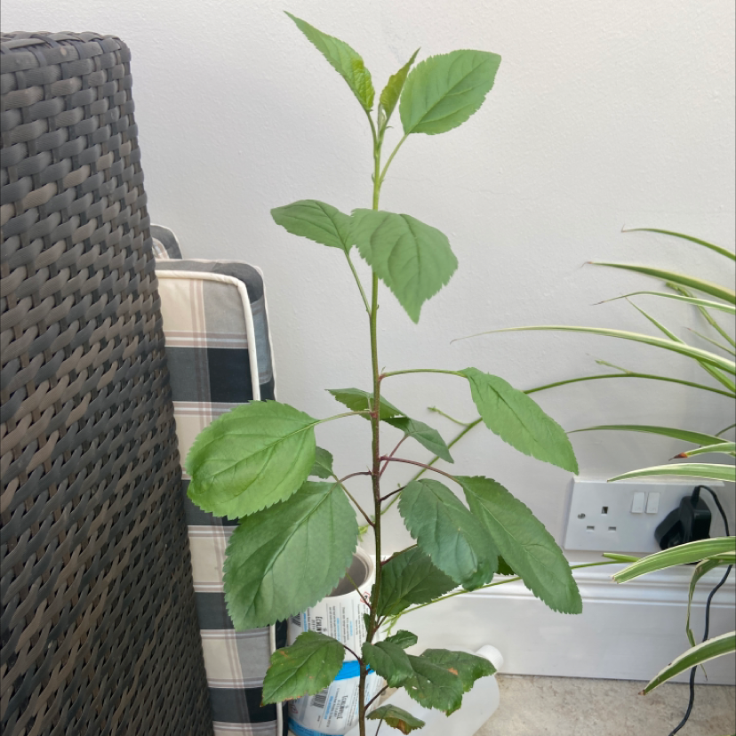 🍎 Propagating Your Apple: Step-by-Step Guide