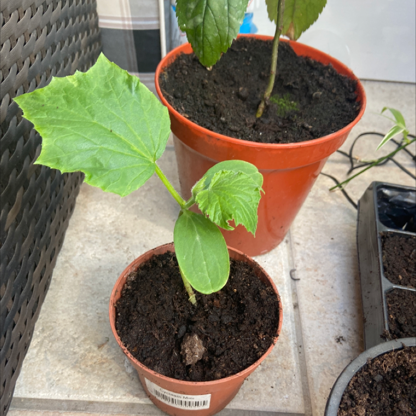 cucumber root rot Solutions