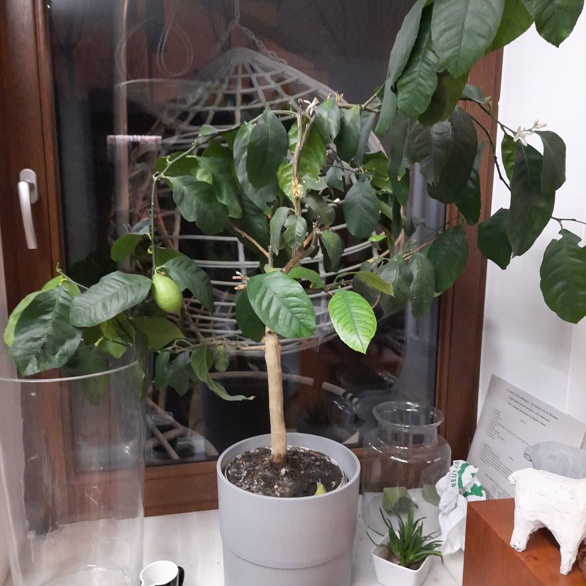🍋 How Much Humidity Does My Lemon Tree Need?
