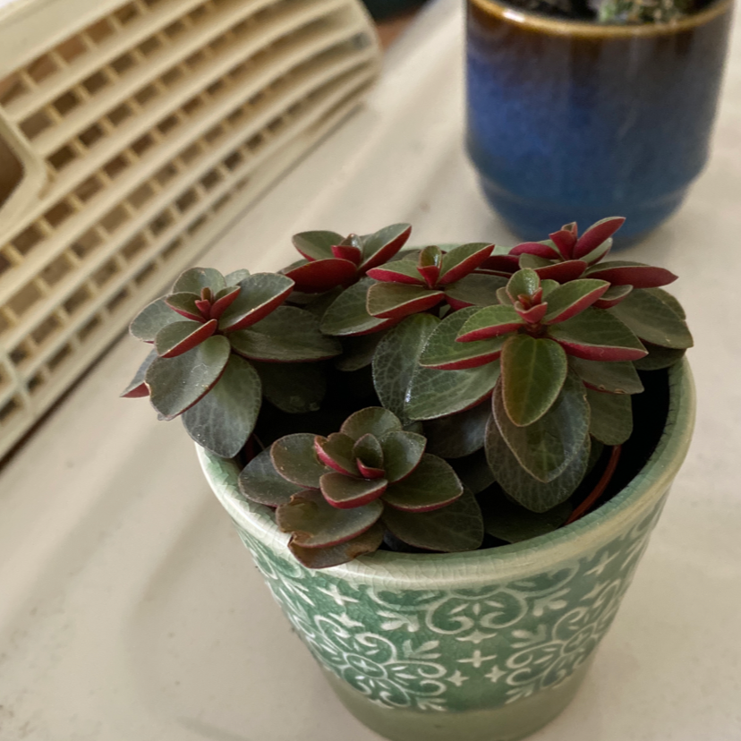 Propagating My Ruby Glow Peperomia: Step-by-Step Guide