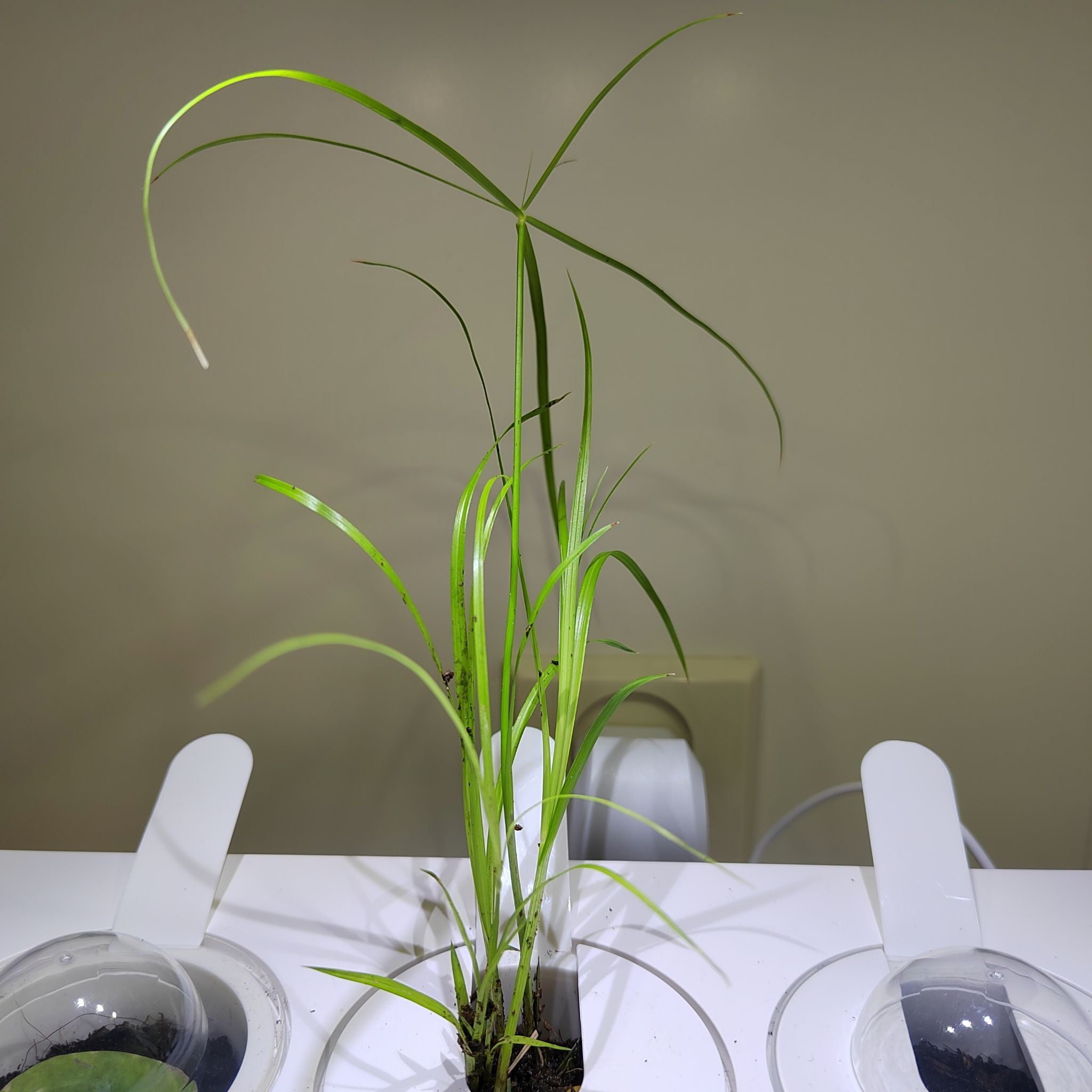 How Should Papyrus Be Cut Back?