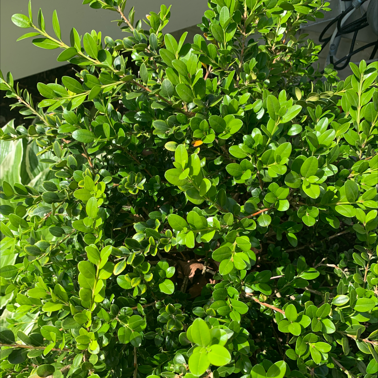 Light Requirements For My Common Boxwood by Season