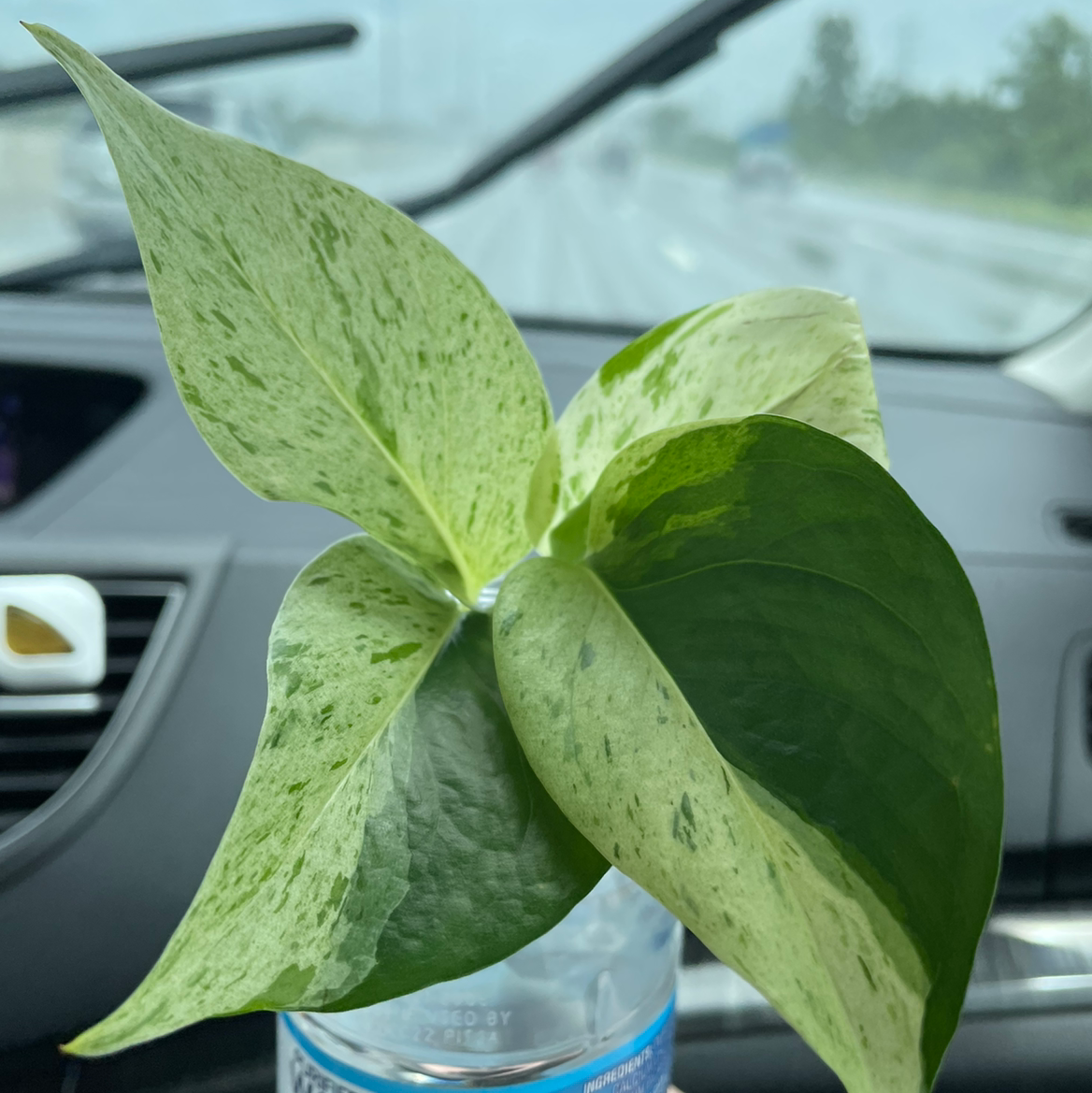 Emily Mu’fuckin Suzuki | A plant by @PlantAunt on Greg