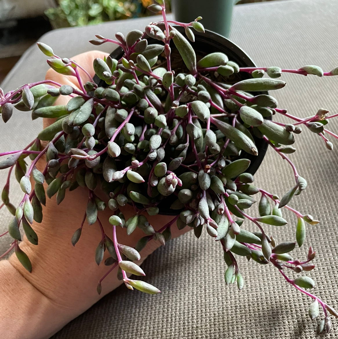 How to Propagate Your String of Pickles