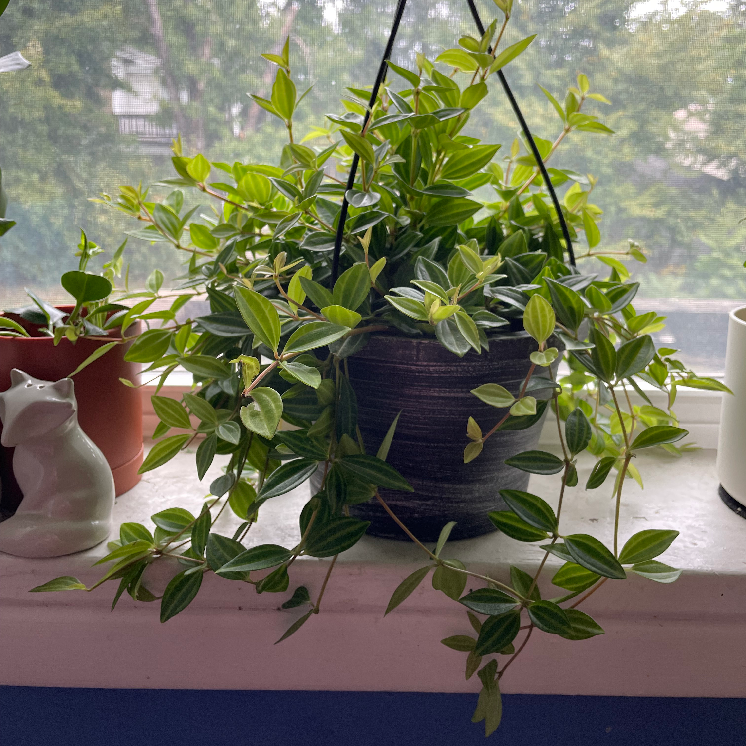 Light Requirements For My Radiator Plant