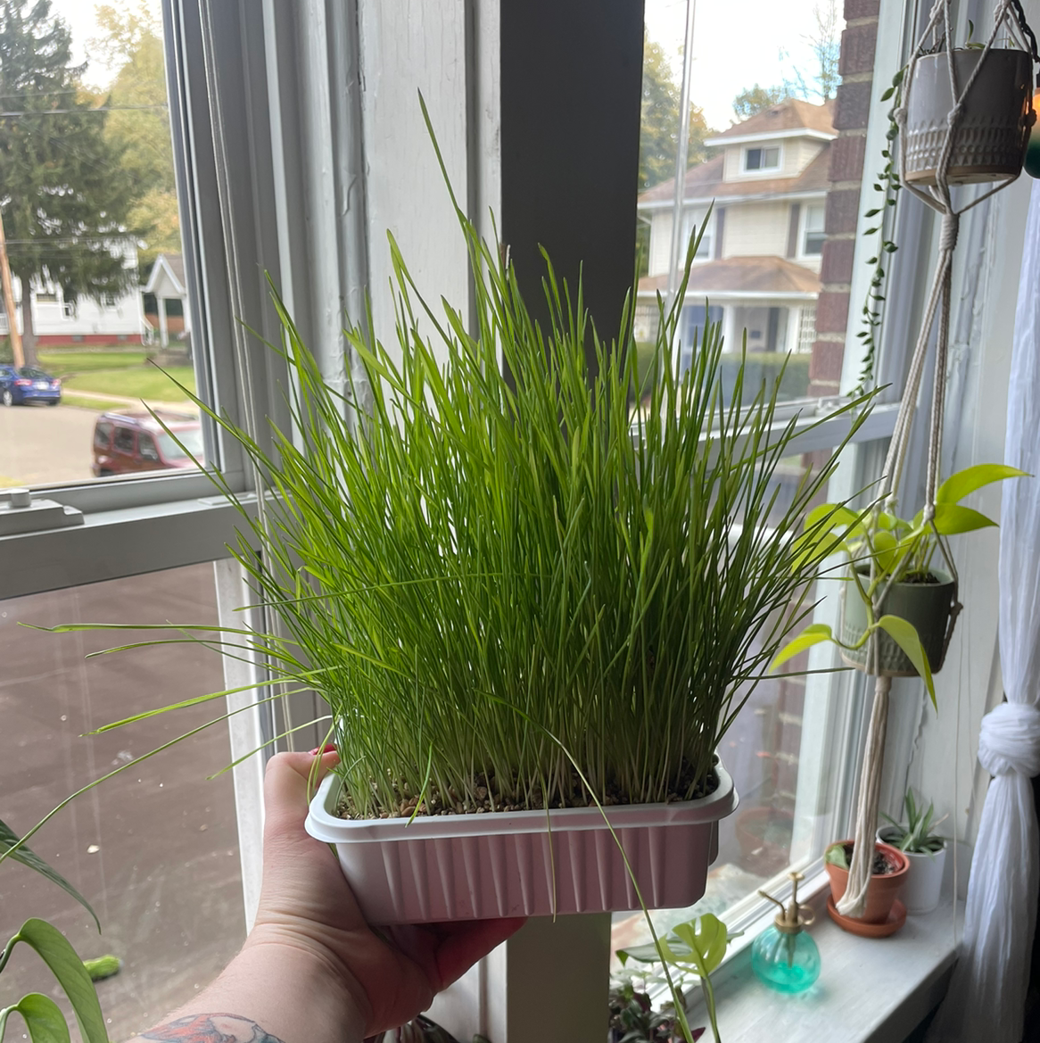 My Wild Chives's Light Needs