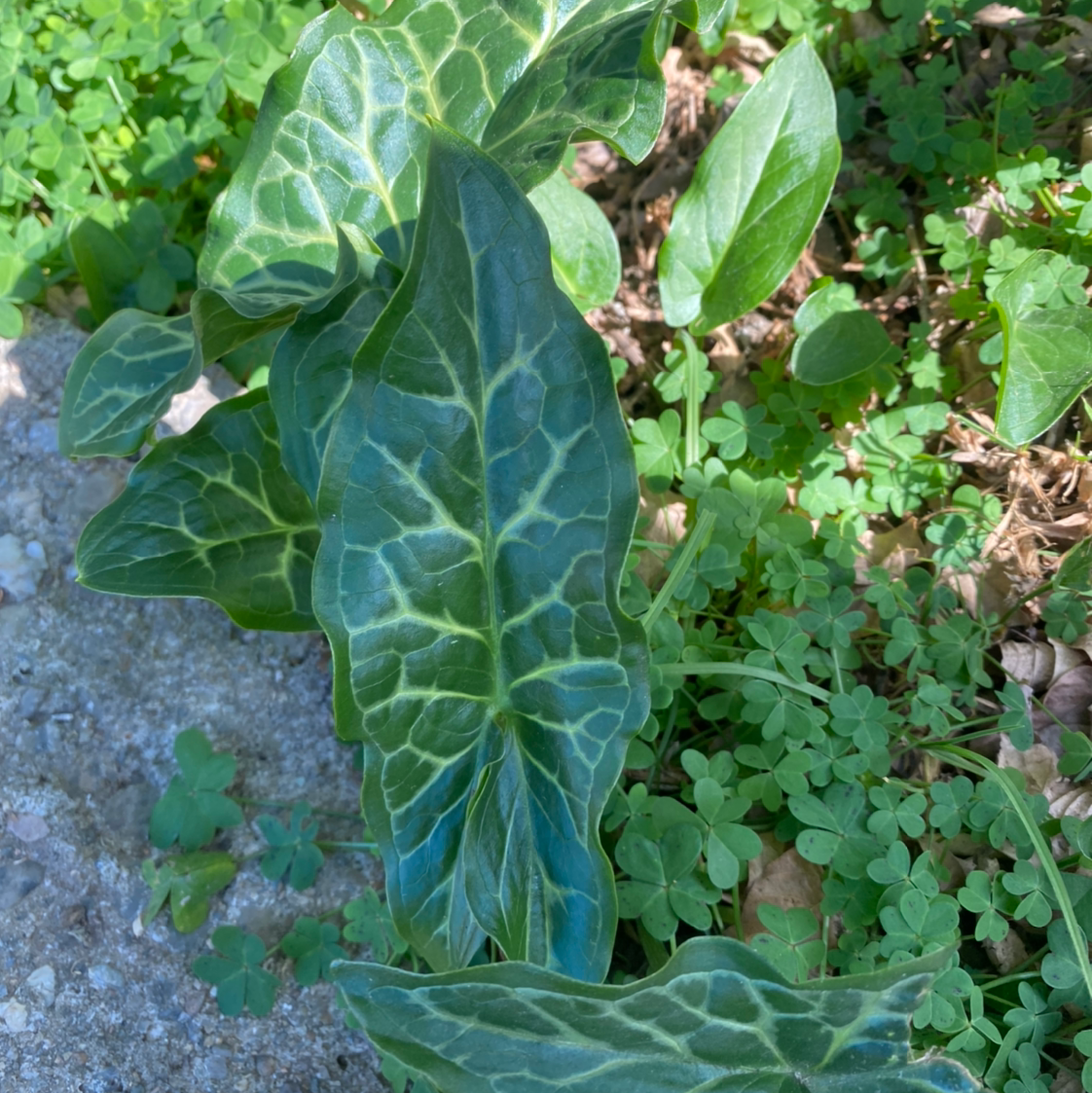 How Can You Tell If An Italian Arum Is Dying?