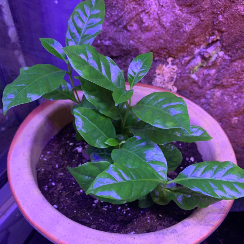 ☕ How Do I Fix Arabian Coffee Plant Root Rot?