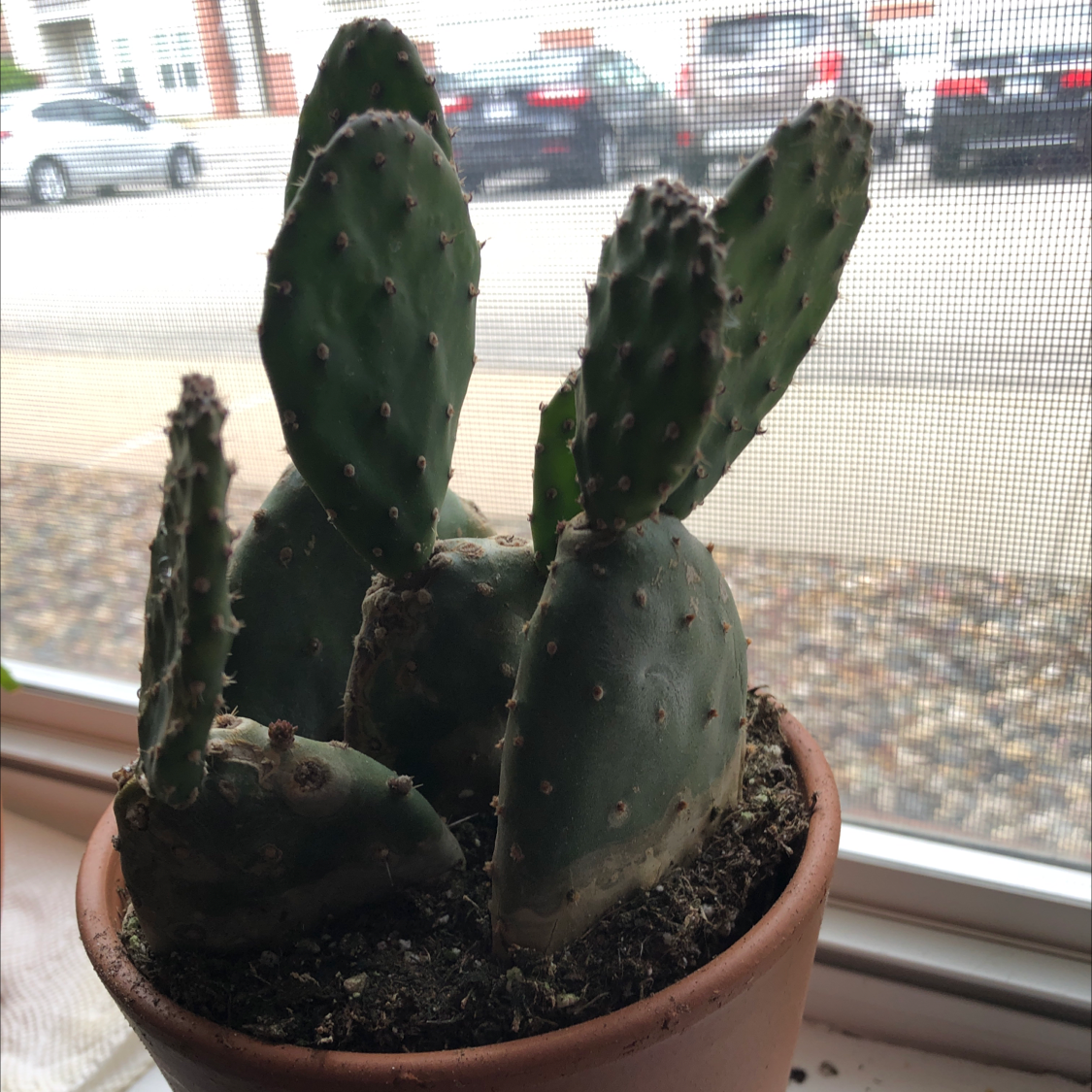 Aloe 'Johnson's Hybrid' Care 101: Water, Light & Growing Tips