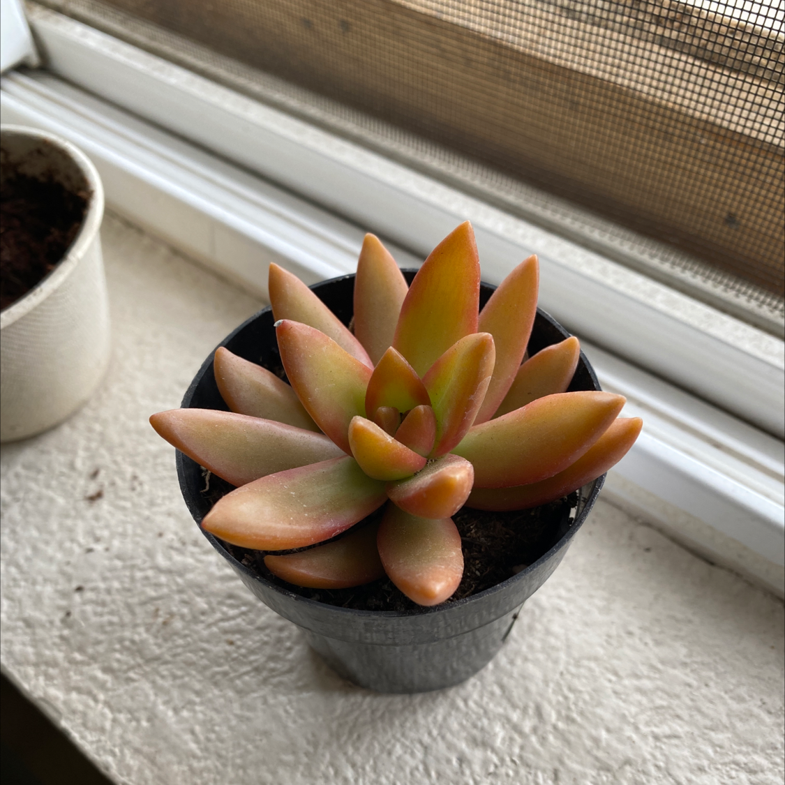 How Do I Cure Sedum Adolphi 'Sunset' Root Rot?