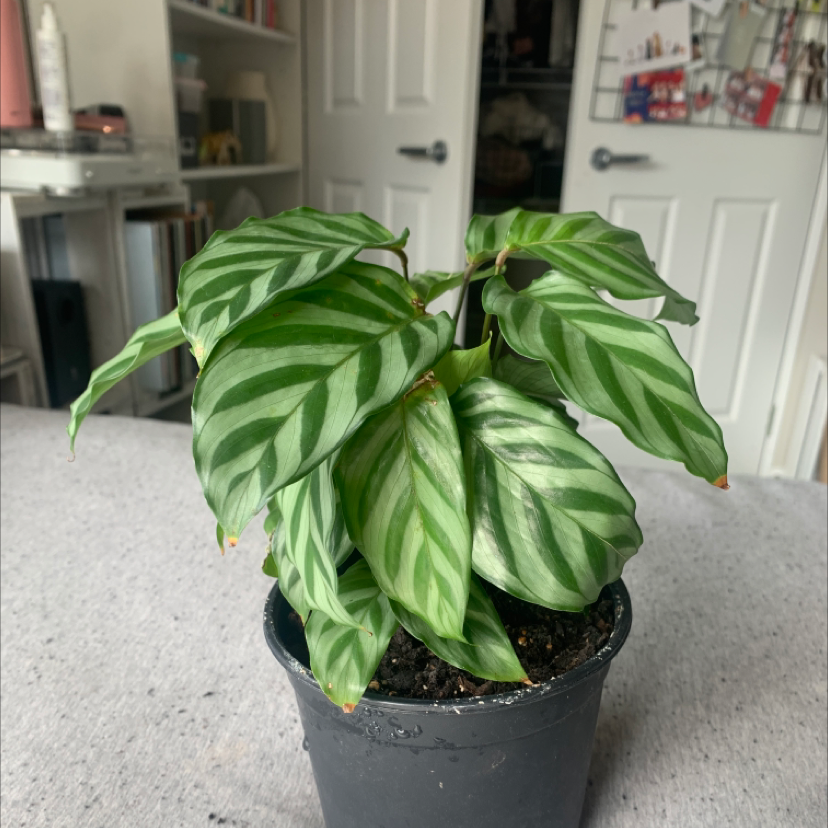 How Do I Cure Calathea 'Freddie' Root Rot?