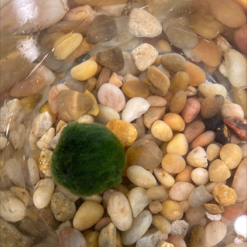 🌊 Light Requirements For My Marimo