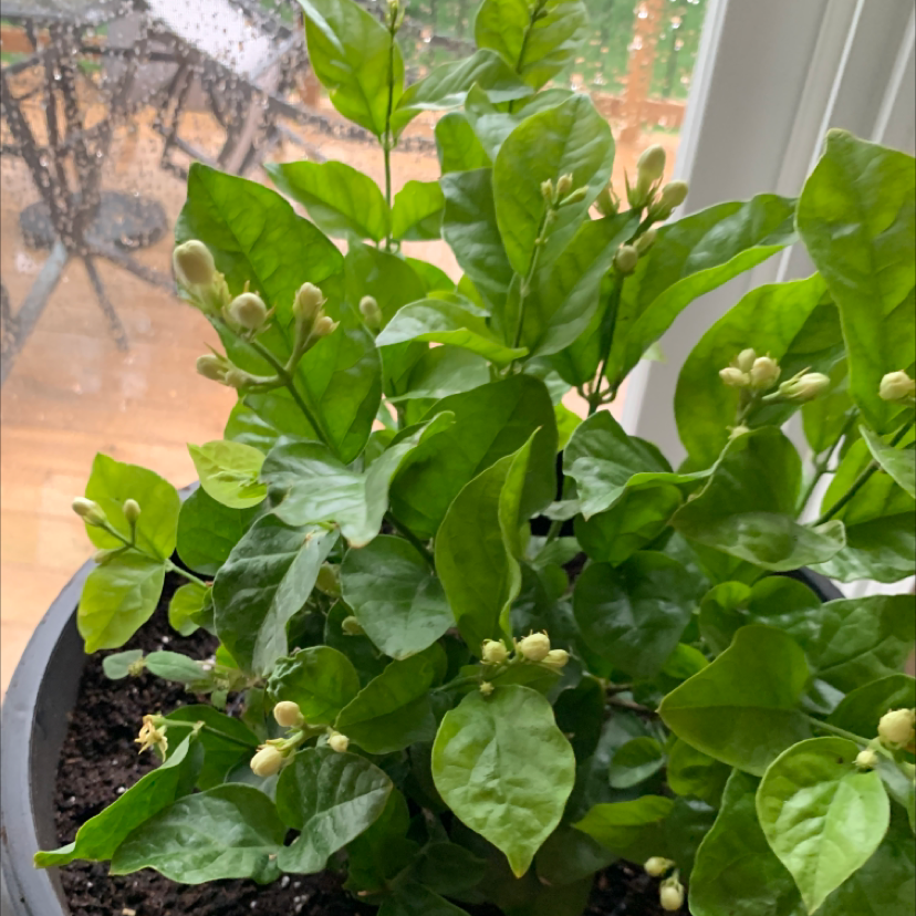 💧 Why Are My Arabian Jasmine Leaves Mushy?