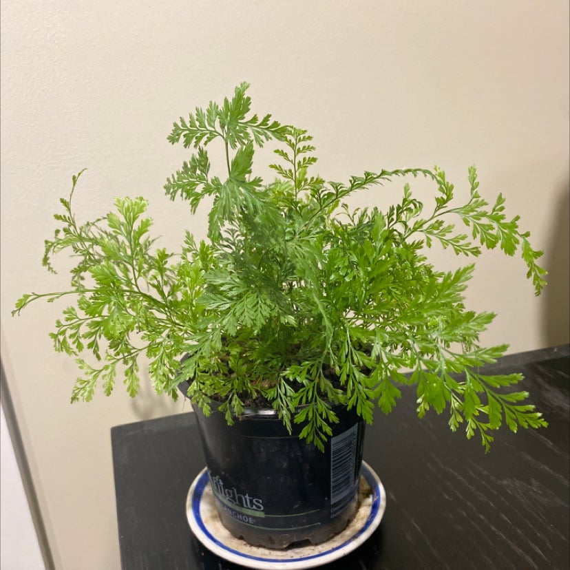 Tarantula Fern Plant Care: Water, Light, Nutrients | Greg App 🌱