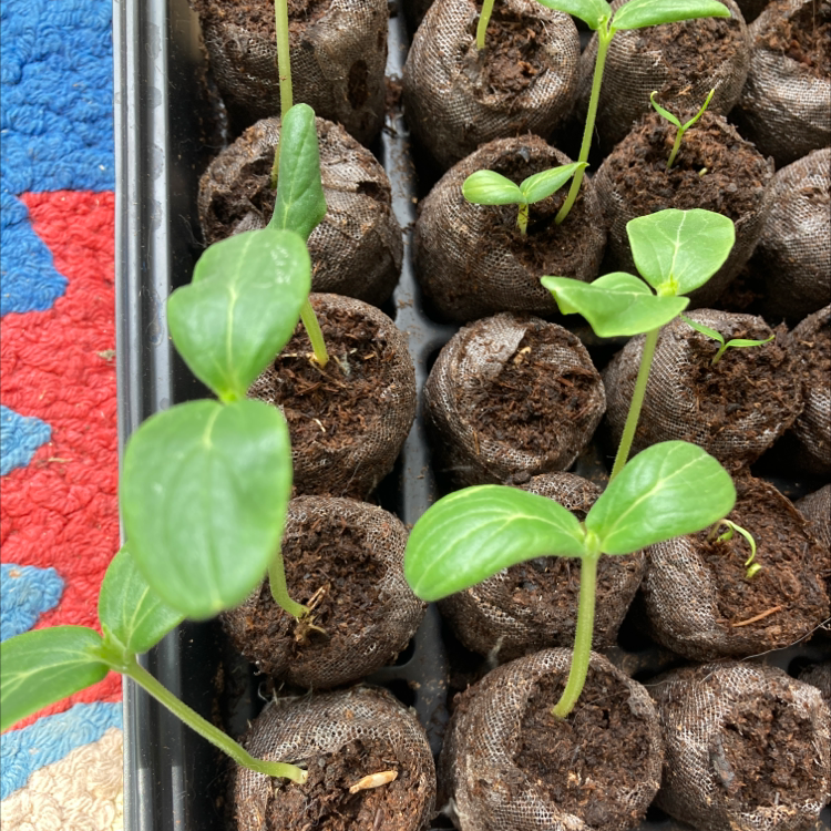 Fertilizing My Cucumber