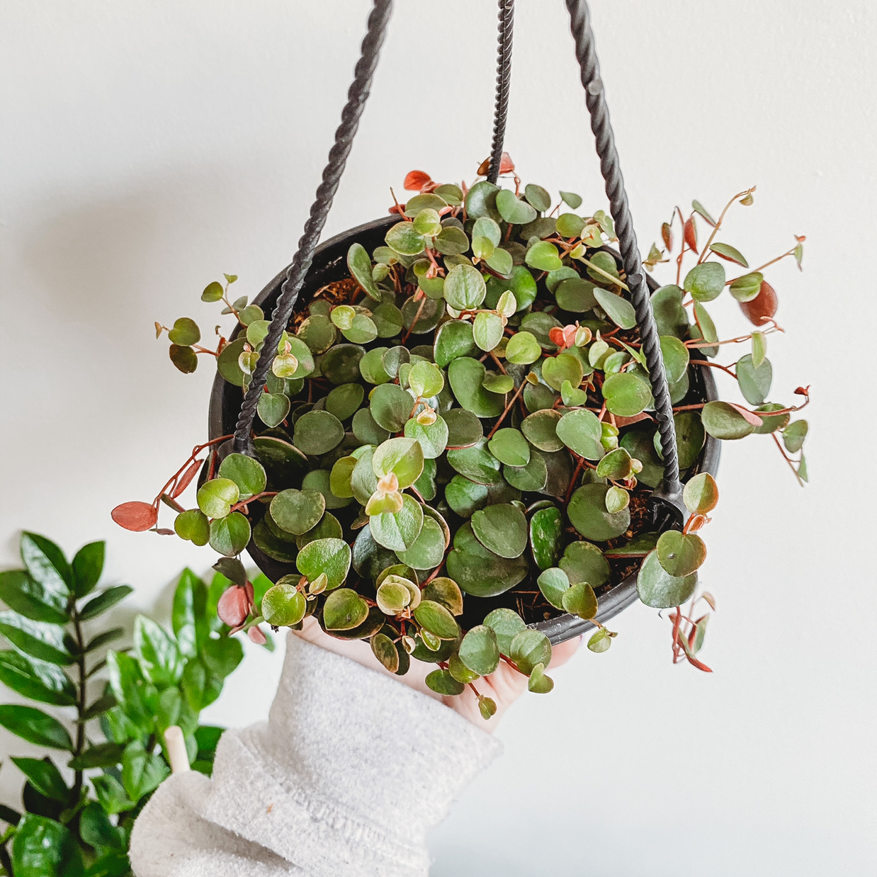 Propagating My Peperomia 'Ruby Cascade': Step-by-Step Guide