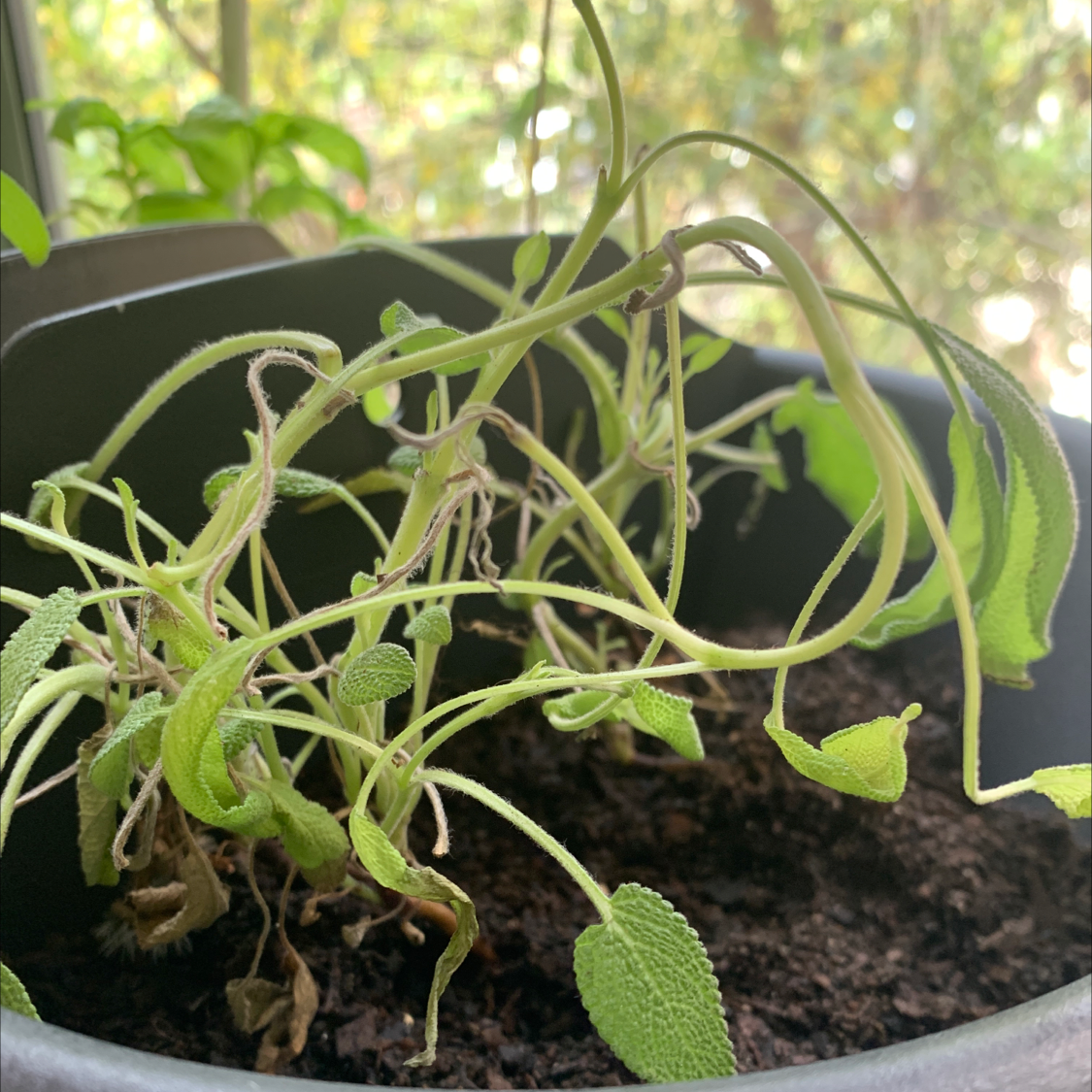 What Are The Bugs on My Common Sage? 🐛