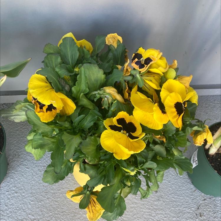 Wild Pansy Root Rot Solutions