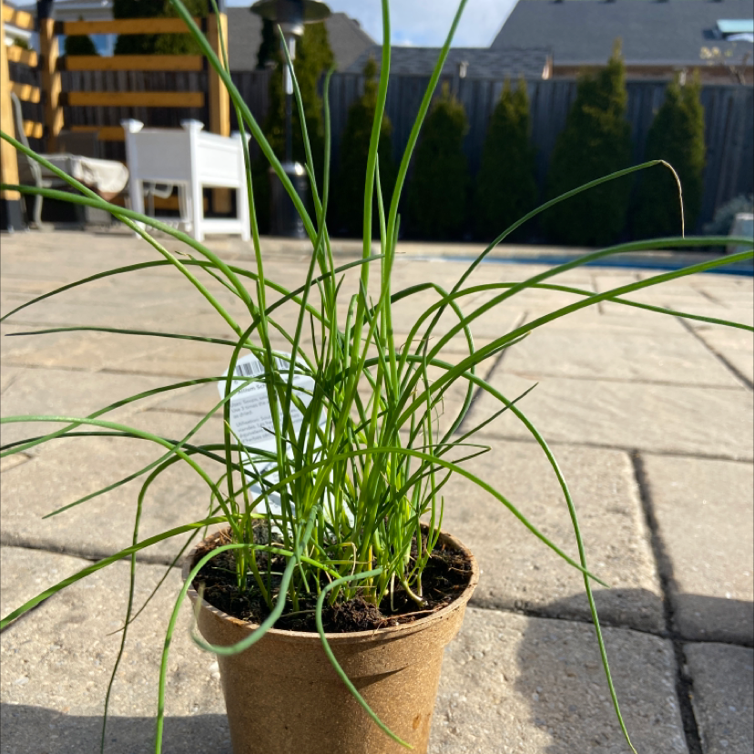 Soil Recommendations for Wild Chives