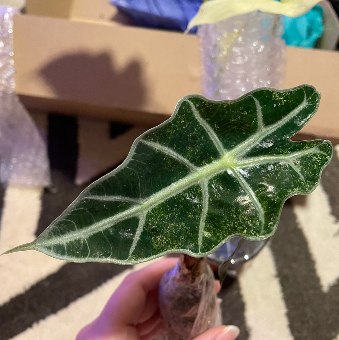 Propagating Your Alocasia Polly Plant: Step-by-step Guide 👶