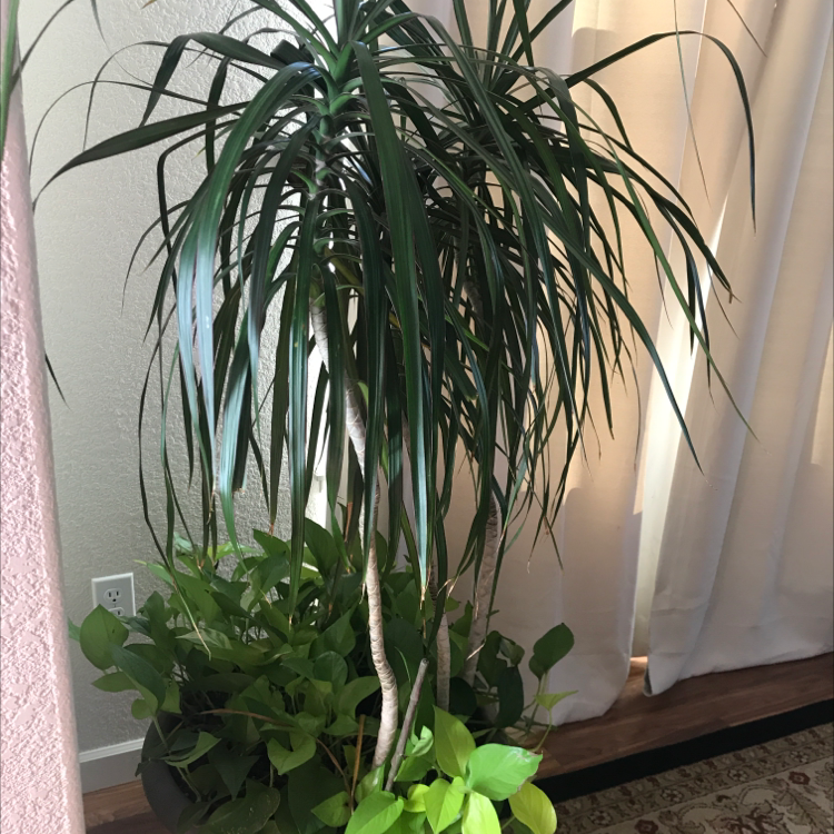 How to Prune Song of India