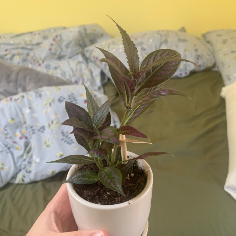 Why Are My Persian Shield Leaves Turning Yellow?