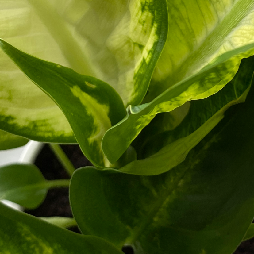 Black Spots on My Dieffenbachia 'Camille' Leaves