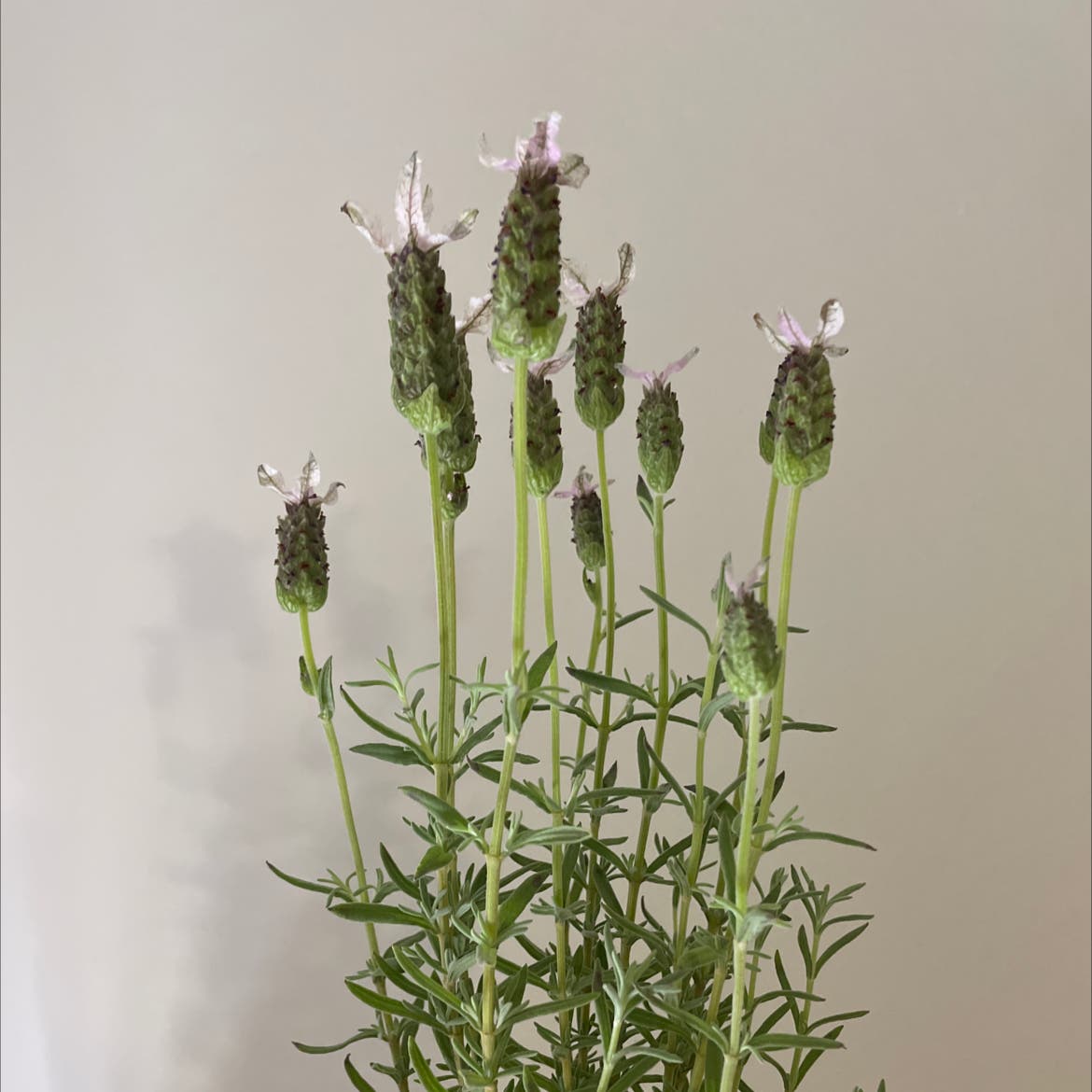 🌞 Your French Lavender's Sunlight Needs 🌞 Your French Lavender's Sunlight Needs