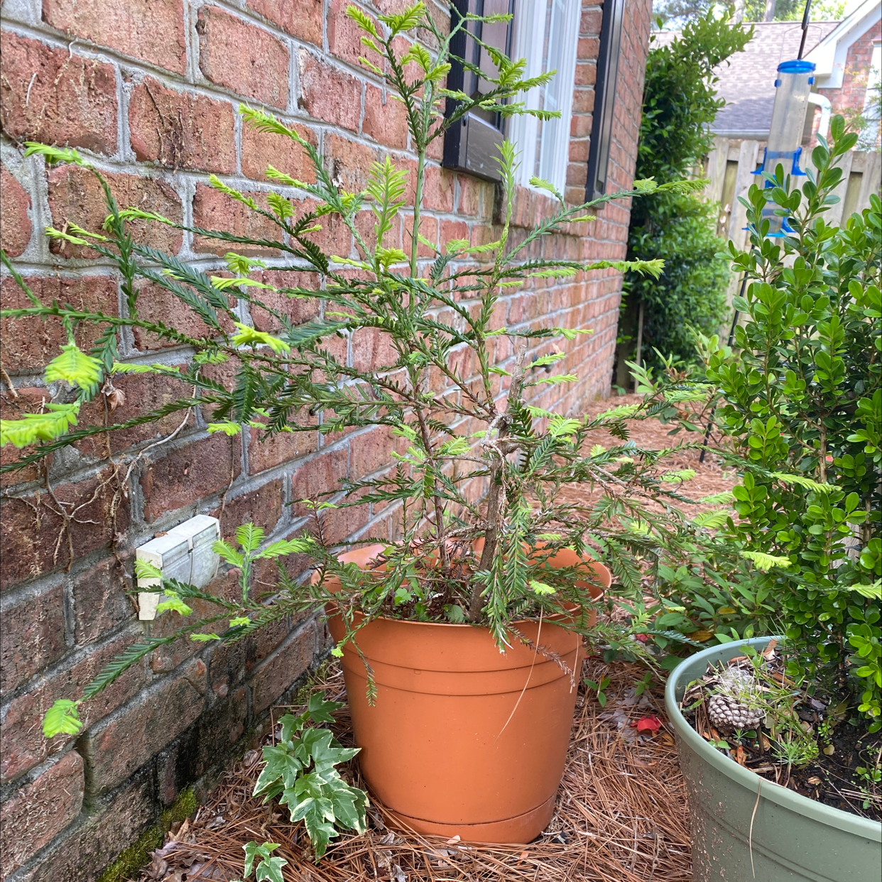 Propagating Coast Redwood: The Ultimate Guide