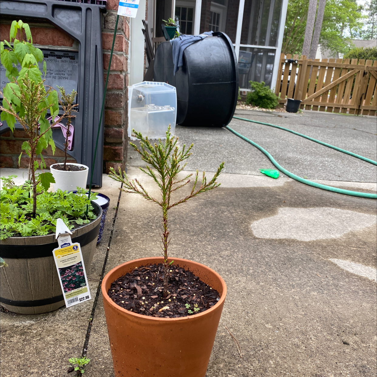 How Can You Tell If A Coast Redwood Is Dying?
