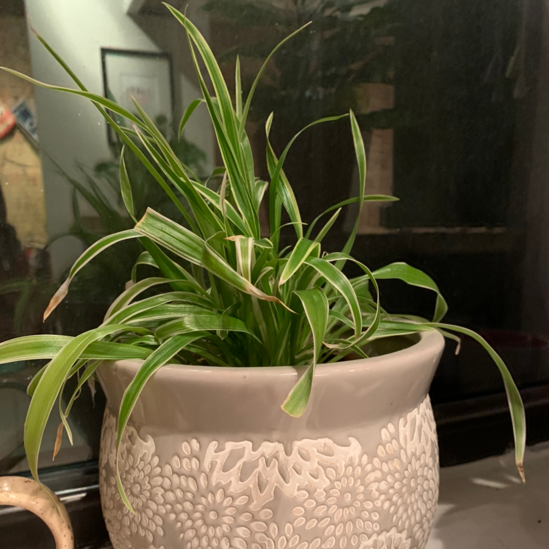 🕷️ Spider Plant Root Rot Solutions