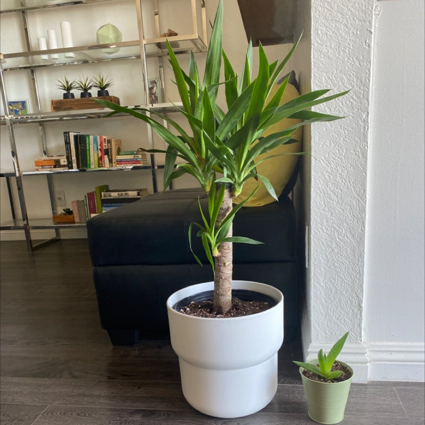 Why Are My Blue-Stem Yucca Leaves Droopy? 💧