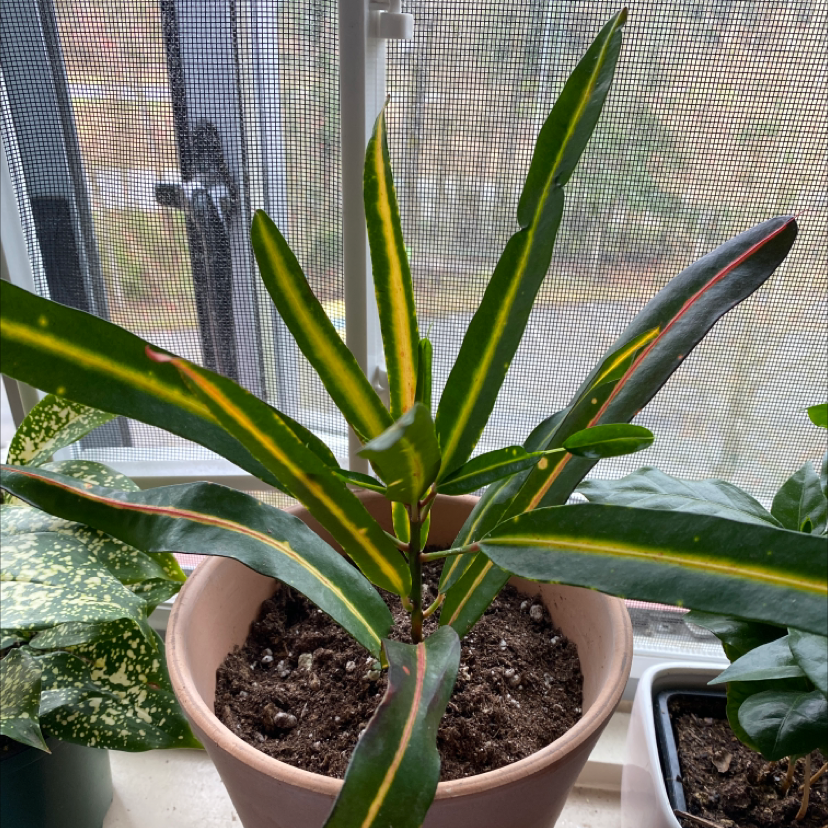 Why Are My Croton Tamara Leaves Curling?
