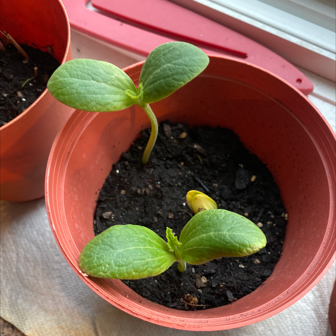 Fertilizing My Cucumber