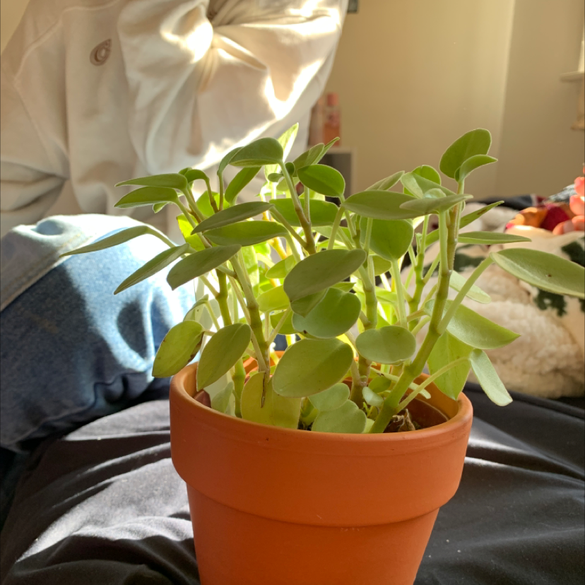 💧 What Temperature Does My Teardrop Peperomia Need?