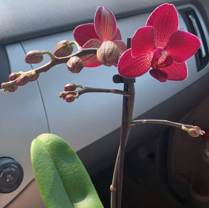 🌸 What Do Mini Phalaenopsis Orchid Flowers Mean?
