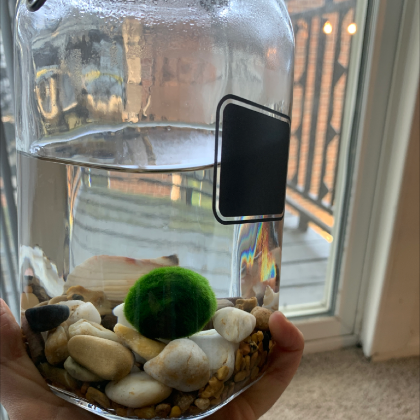 What Temperature Should My Marimo Be Kept At?
