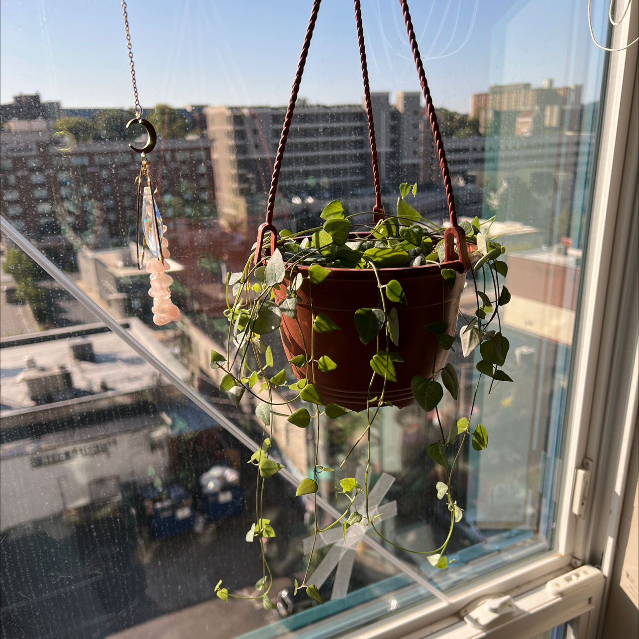 String of Spades Plant Care: Water, Light, Nutrients | Greg App 🌱
