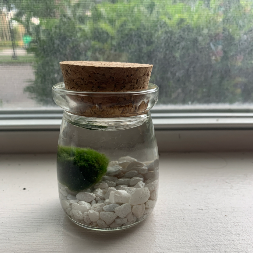 Fertilizing My Marimo to Double Its Growth