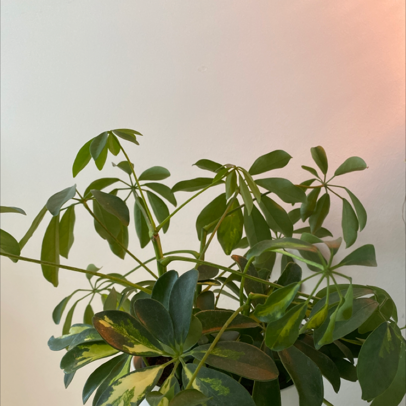 How Should Variegated Dwarf Umbrella Tree Be Cut Back?