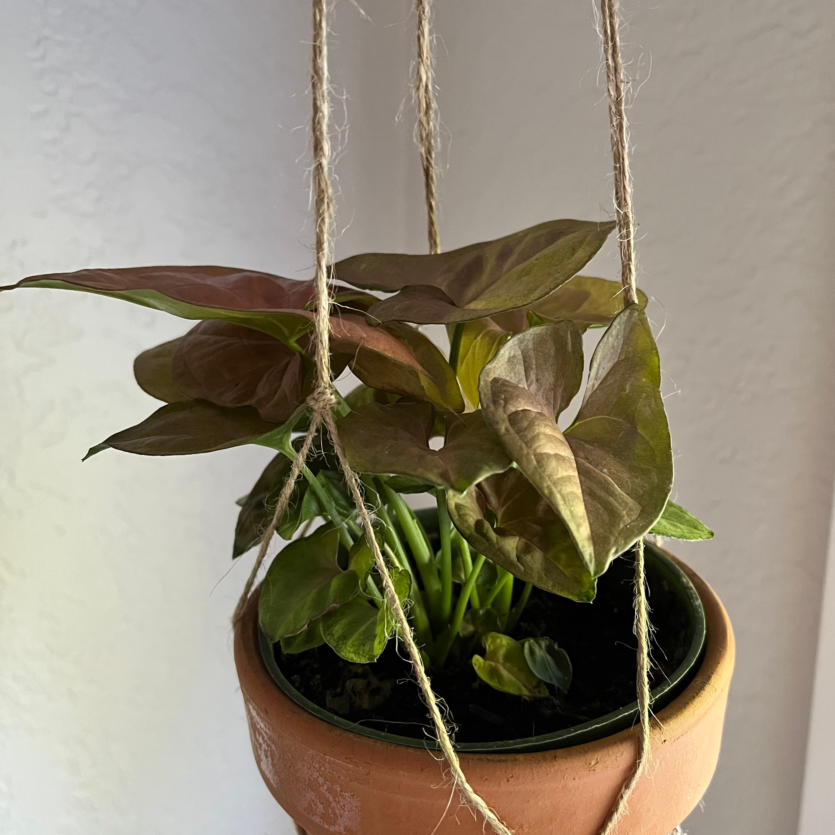 How Do I Propagate My Syngonium 'Neon Robusta'?