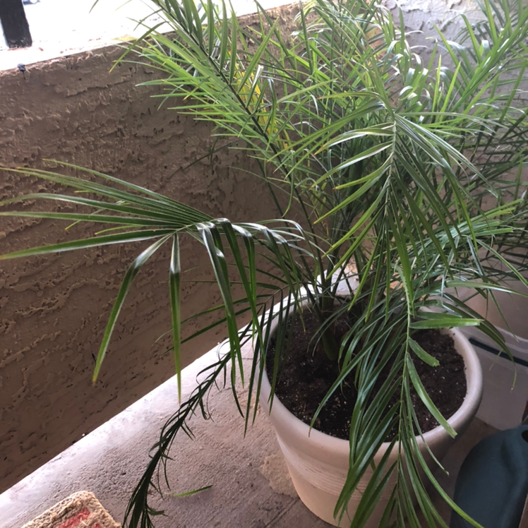 How to Prune Pygmy Date Palm