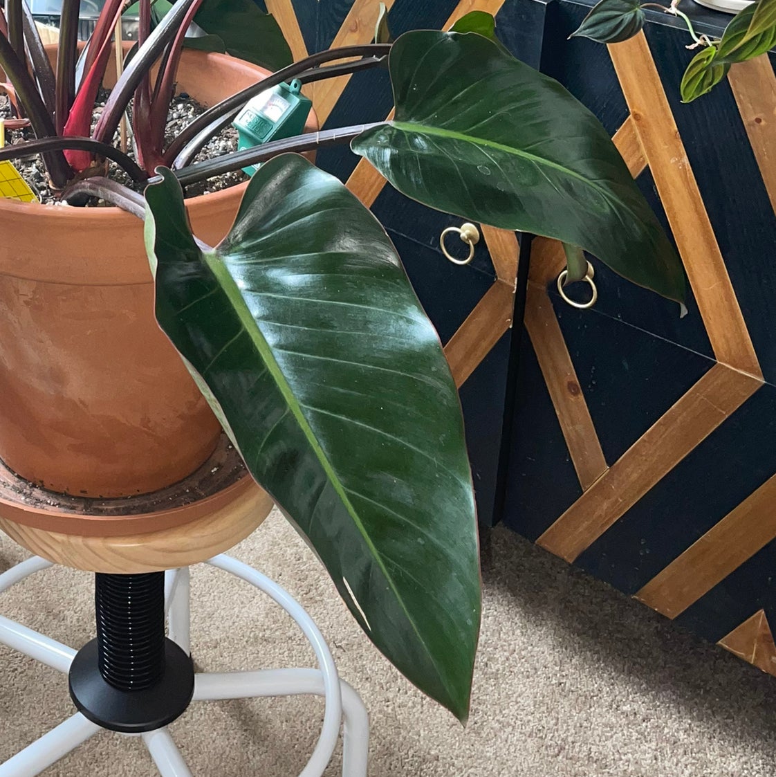 Propagating Philodendron 'Red Congo': The Ultimate Guide