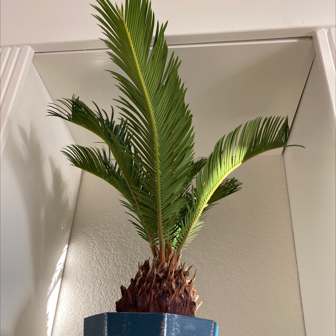 Propagating Sago Palm: Step-by-step Guide Propagating Sago Palm: Step-by-step Guide