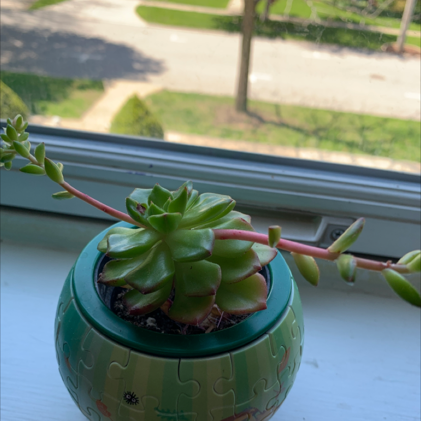 Why Are My Sand Rose Leaves Falling Over?