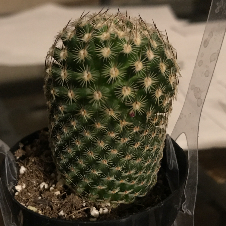 🌵 Why Are My Comb Hedgehog Cactus Leaves Mushy?