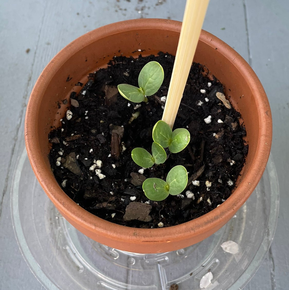 🍉 Watermelon - Fertilizing 101