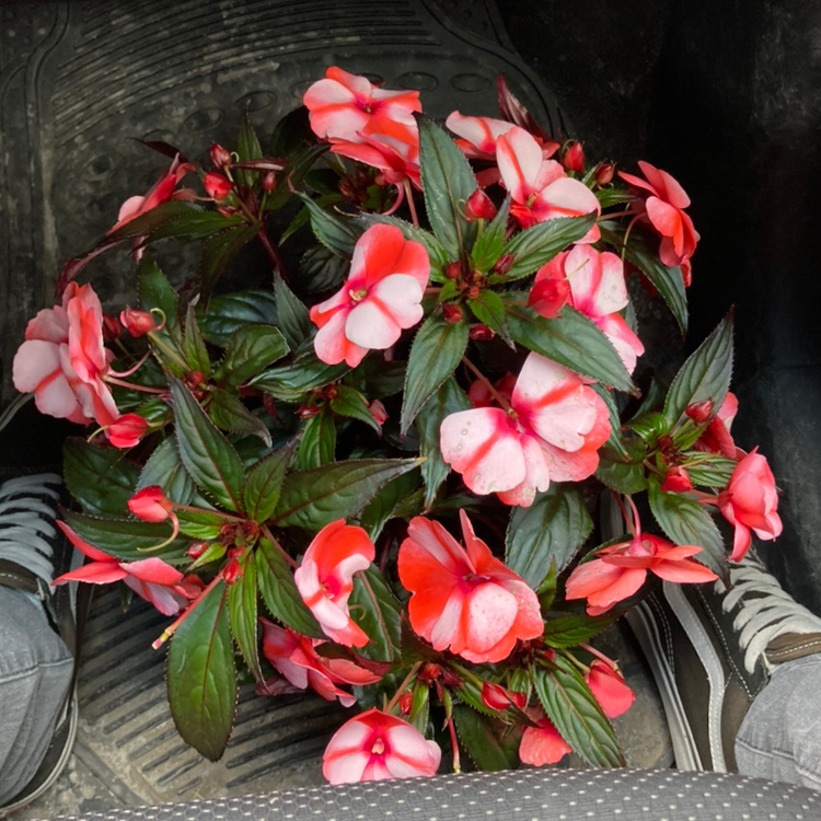New Guinea Impatiens Root Rot Solutions